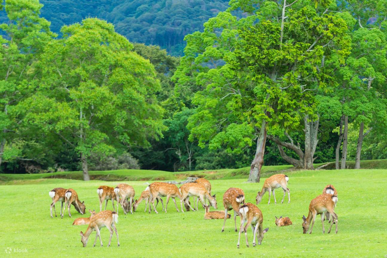 [Kyoto- und Nara-Tagestour] Arashiyama-Zug, Fushimi-Inari-Schrein ...